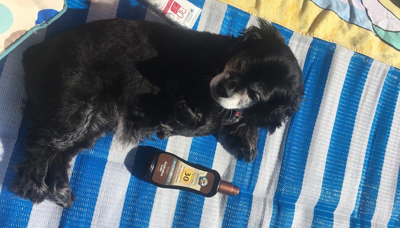 How to Keep Your Pet Cool in a Heat Wave - Vancouver Magazine