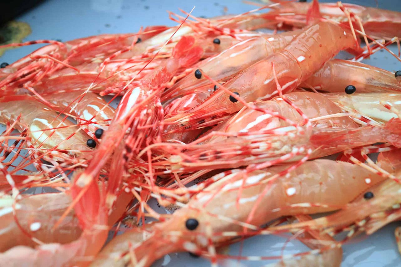 The Ultimate Spot Prawn Price Guide! - Vancouver Magazine