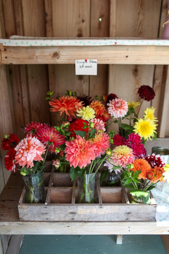 How Seed Libraries Will Be Our Salvation - Vancouver Magazine